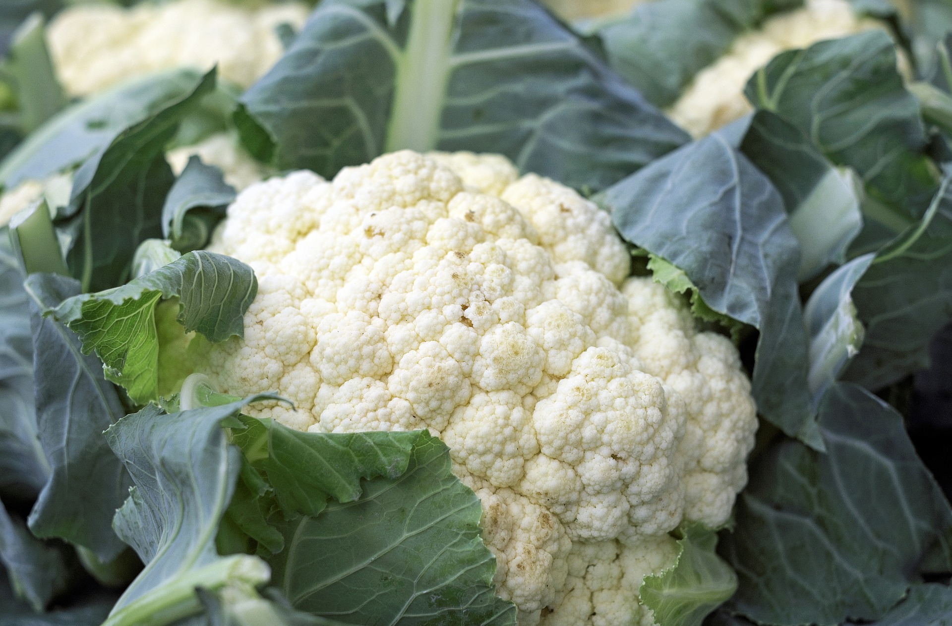 復 [Basic] Calories in Cauliflower